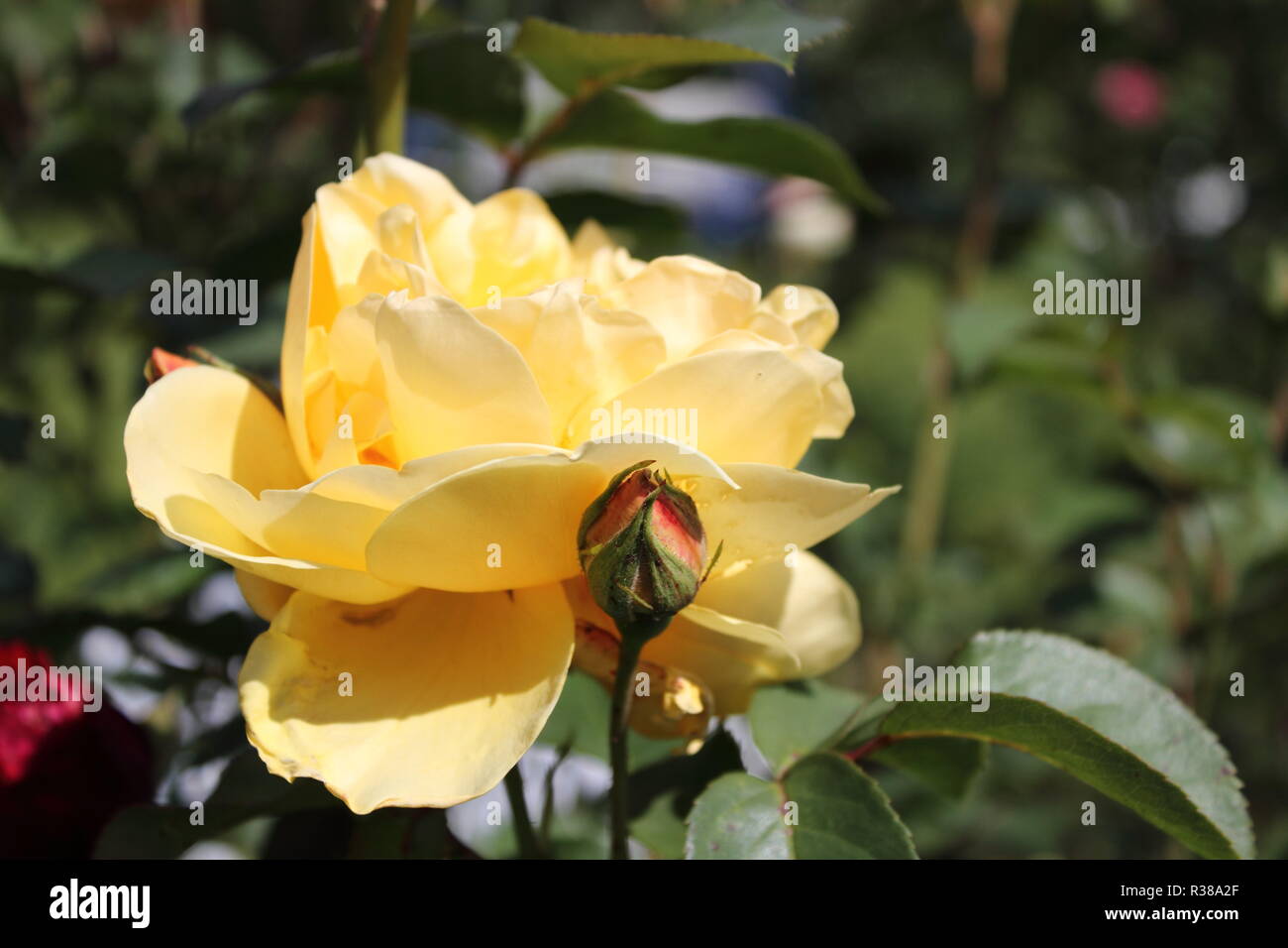 yellow english rose Stock Photo - Alamy