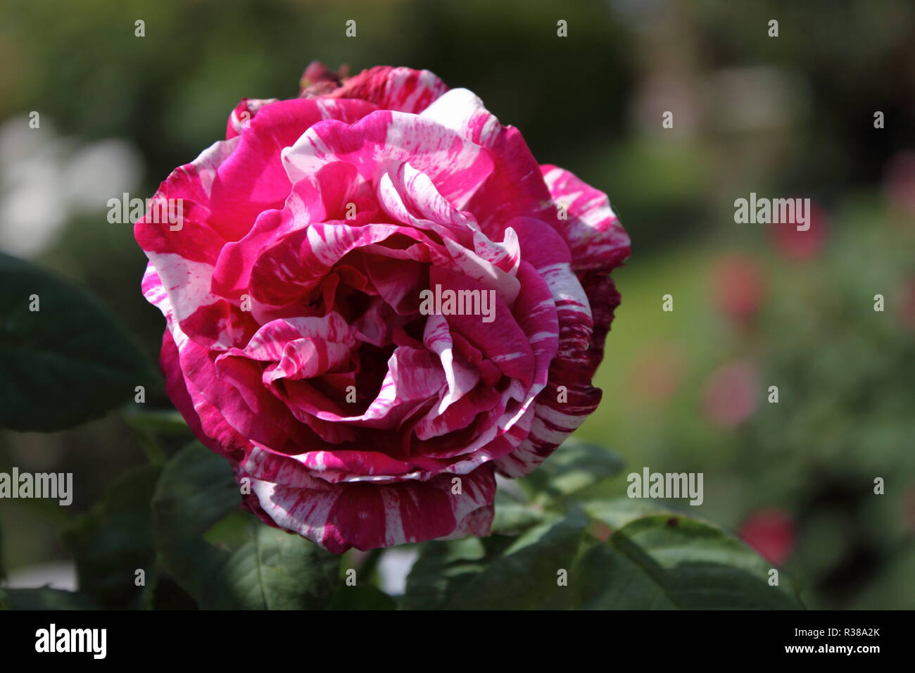 Â rose ferdinant pichard Stock Photo - Alamy