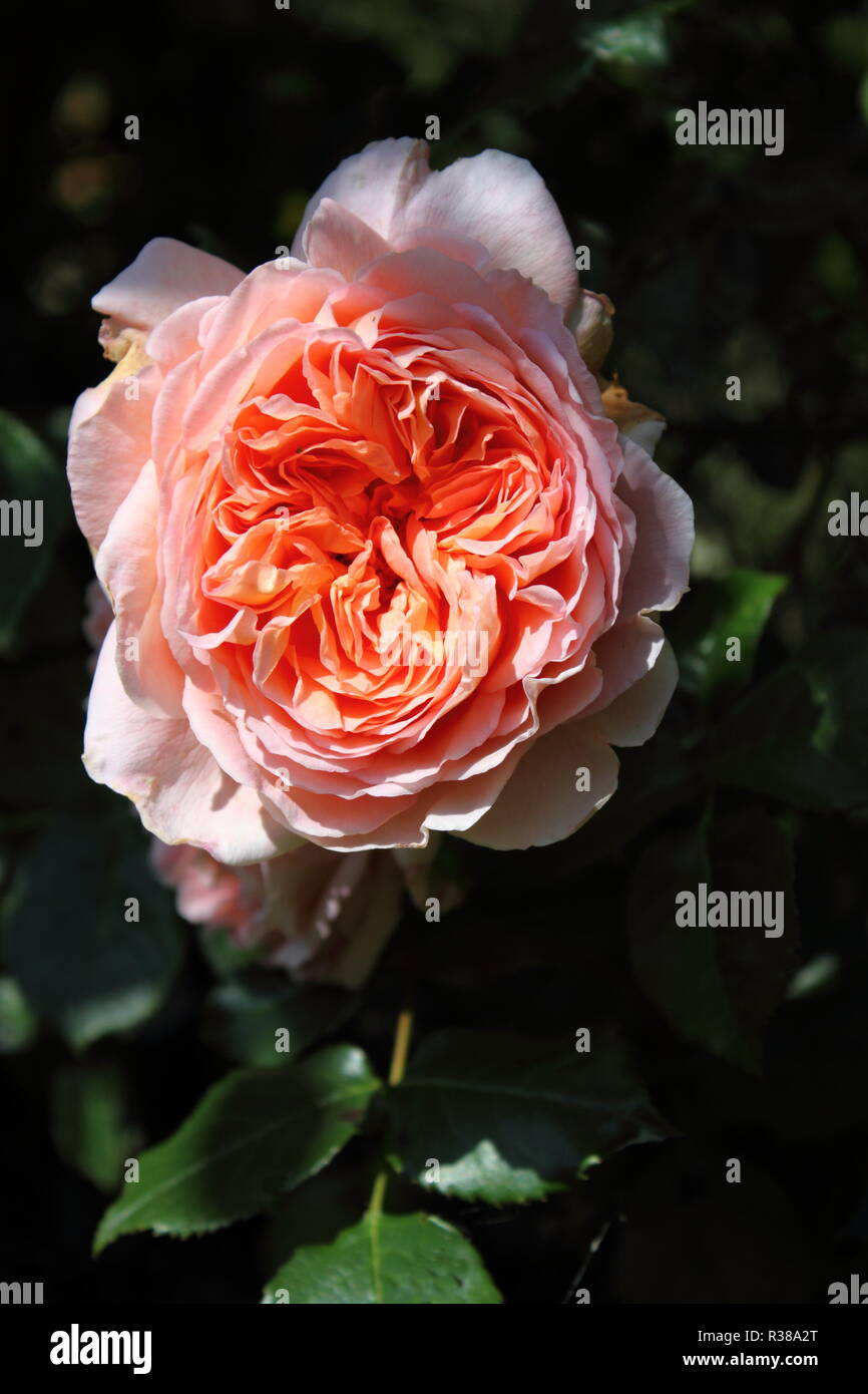 english rose grace Stock Photo - Alamy
