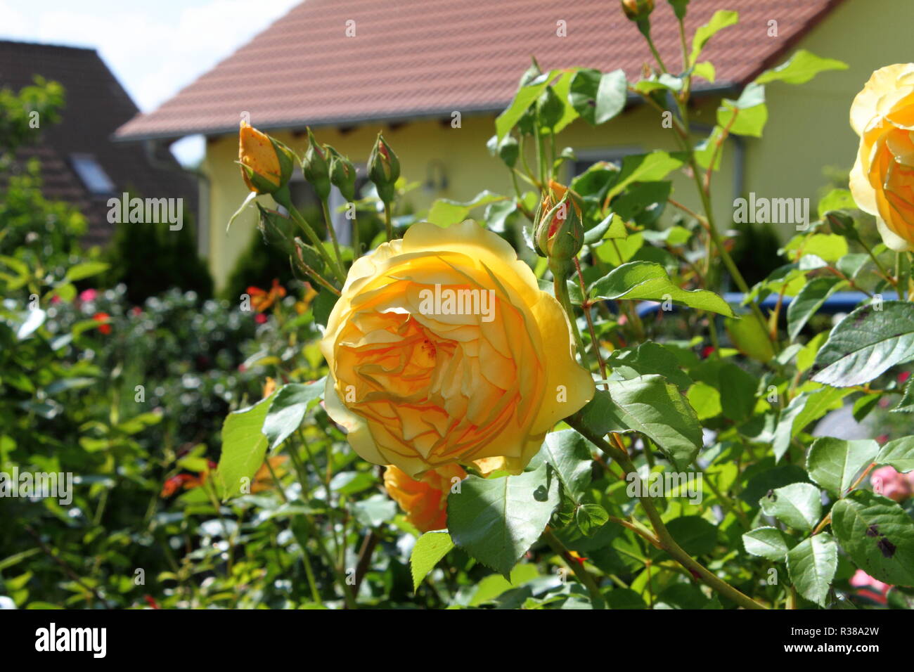 Flourishing english flora hi-res stock photography and images - Alamy