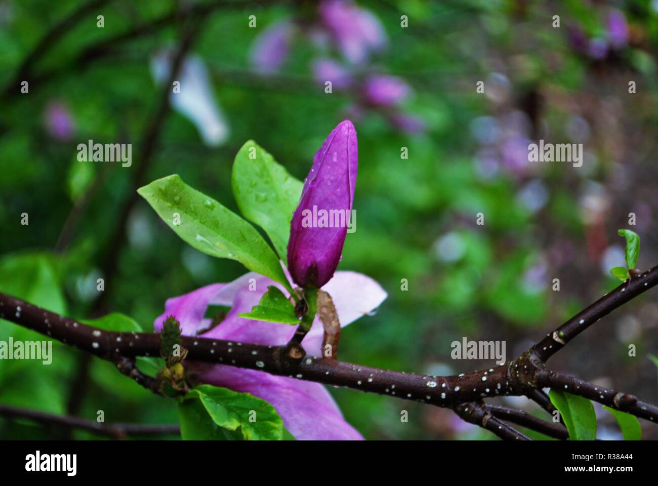 Rose of Sharon bud and flower on the bush Stock Photo - Alamy