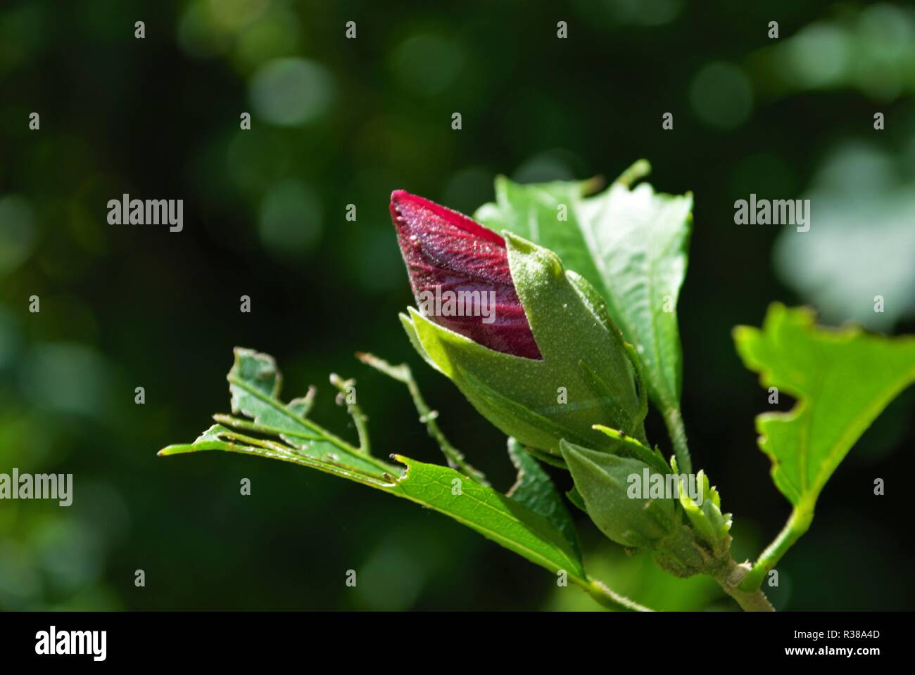 Rose of Sharon bud and flower on the bush Stock Photo - Alamy