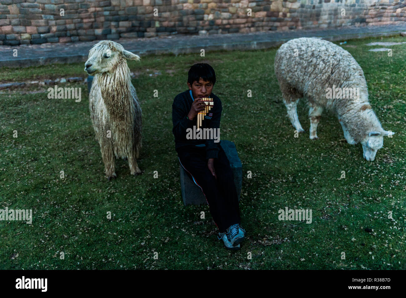 Peruvian boy sitting with llamas and playing on the panpipe one the ...