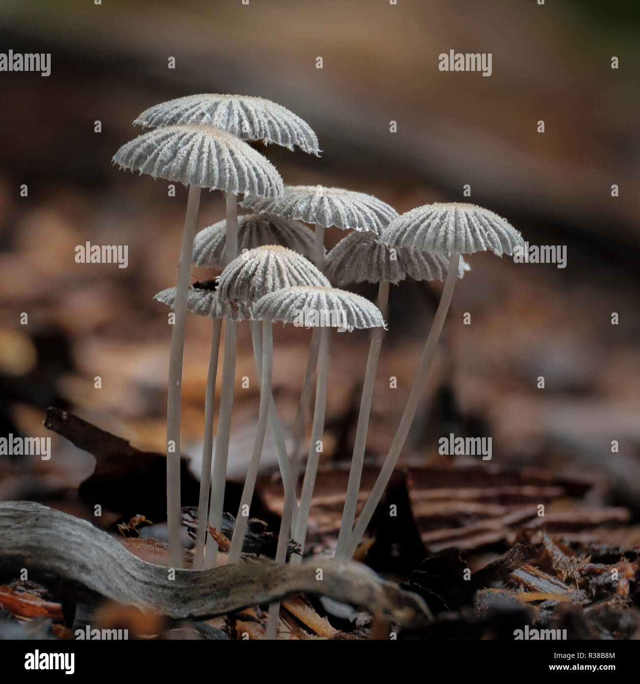 Fungii fungi hi-res stock photography and images - Alamy