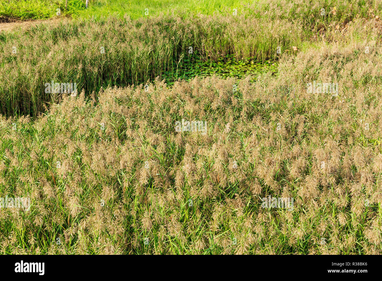 Common thatch grass hi-res stock photography and images - Alamy