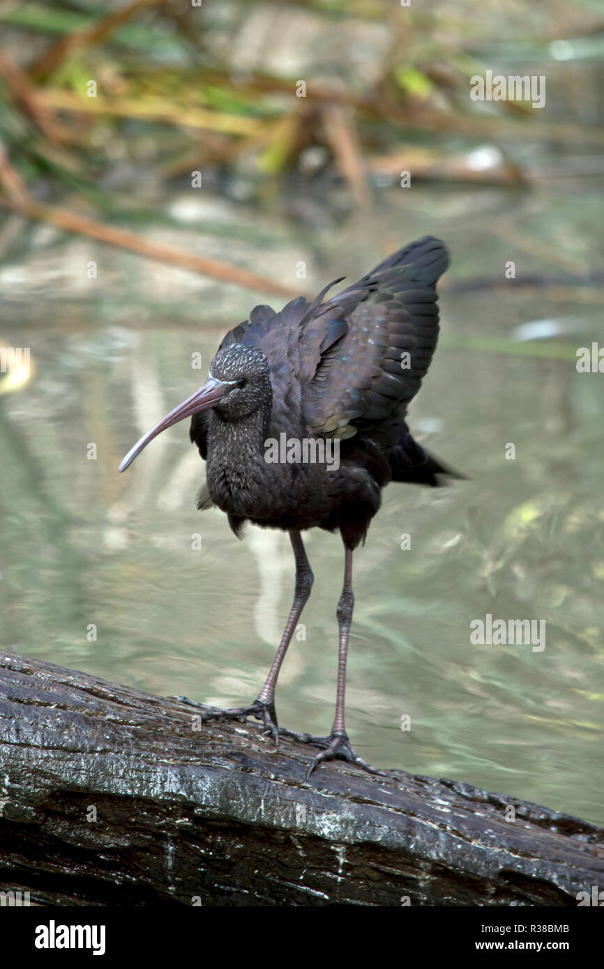 Glossy ibis ibis hi-res stock photography and images - Alamy