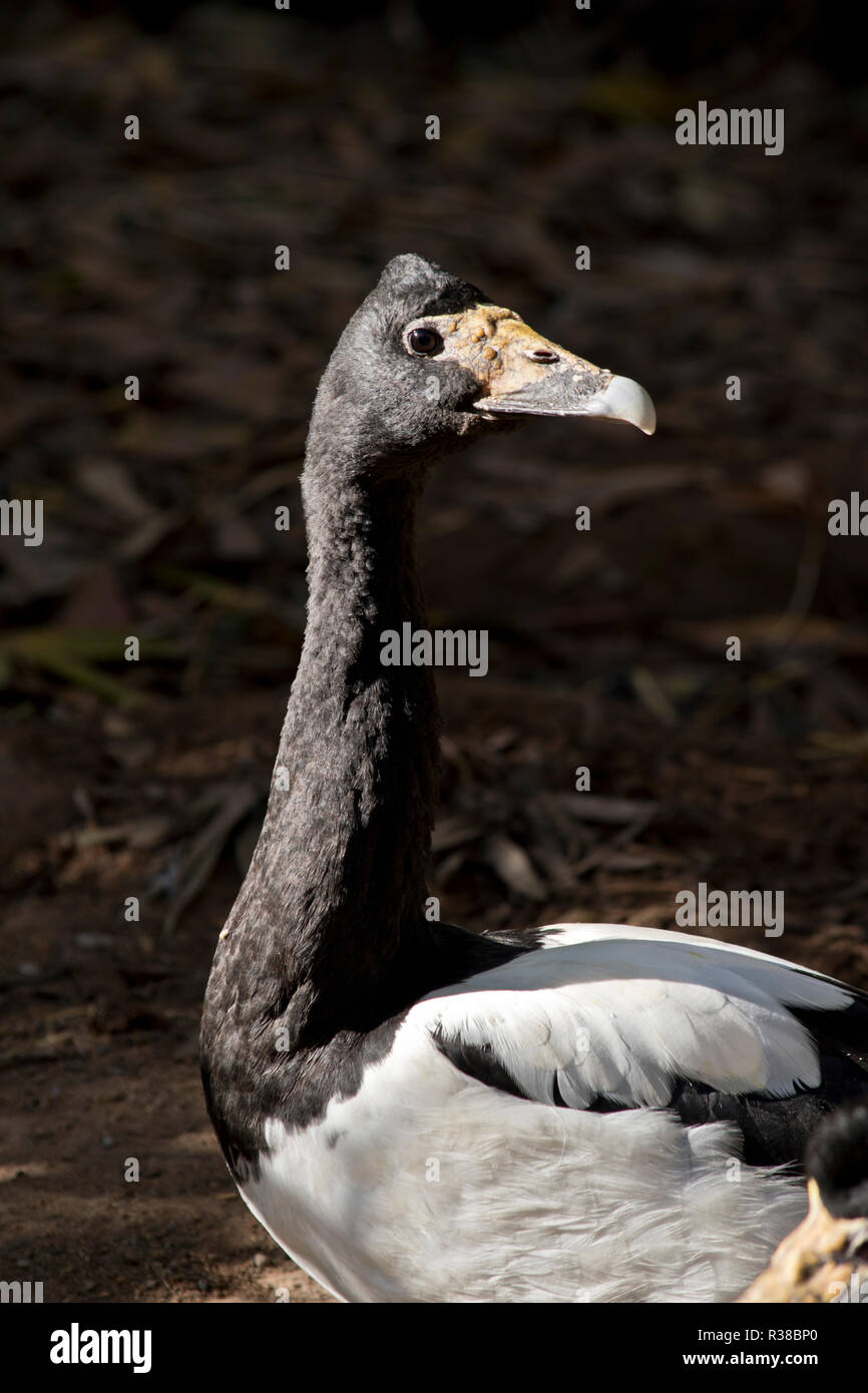 Magpie goose of australia hi-res stock photography and images - Alamy