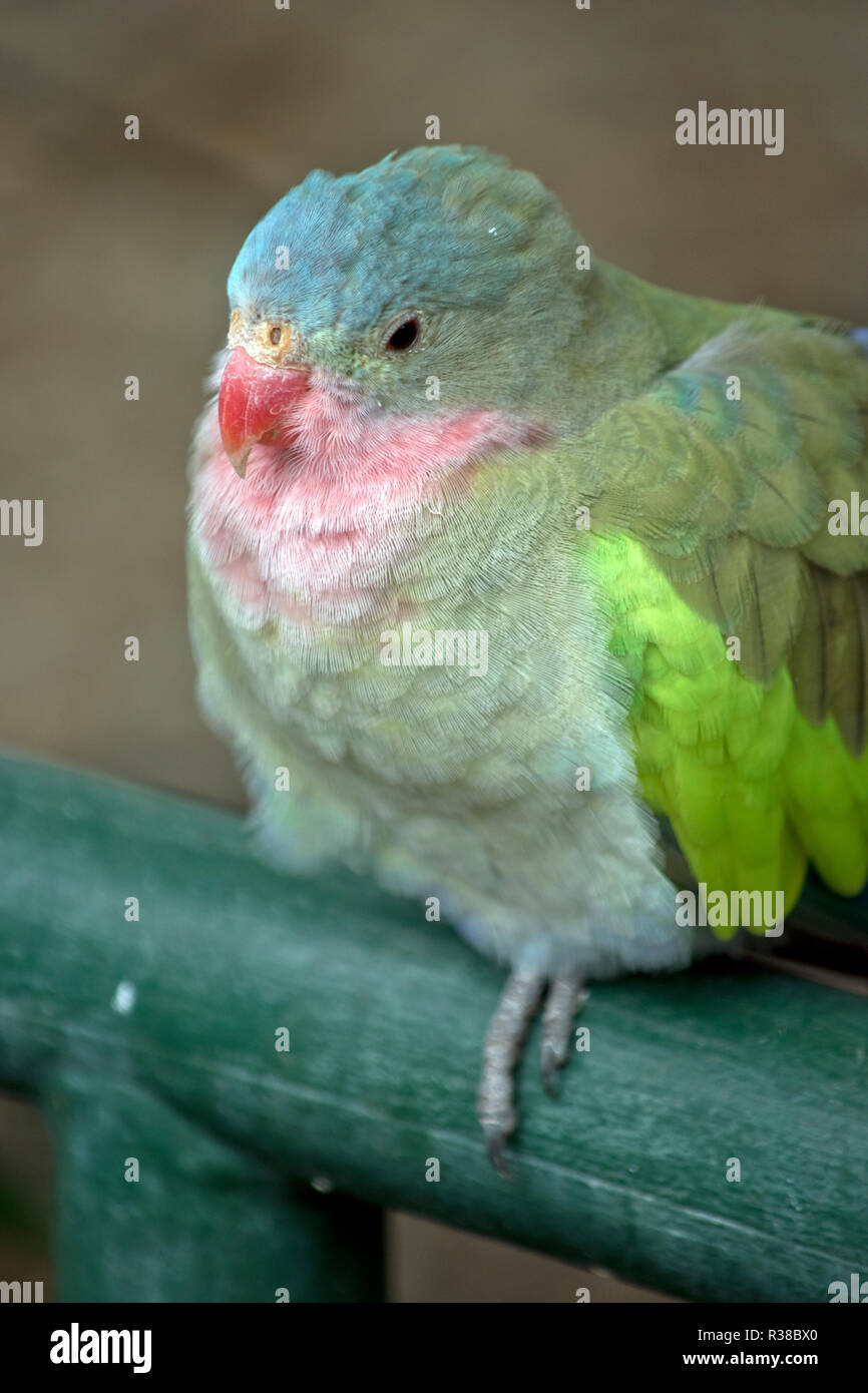 this isa close up of a Princess (Alexandra's') Parrot Stock Photo - Alamy