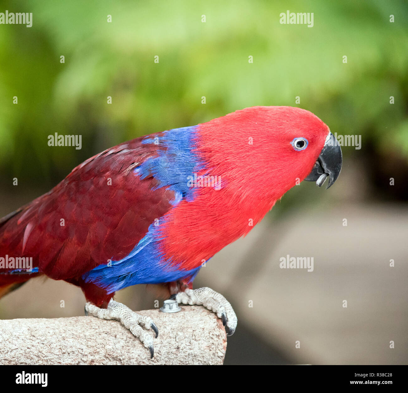 the female eclectus parrot is red and blue Stock Photo - Alamy