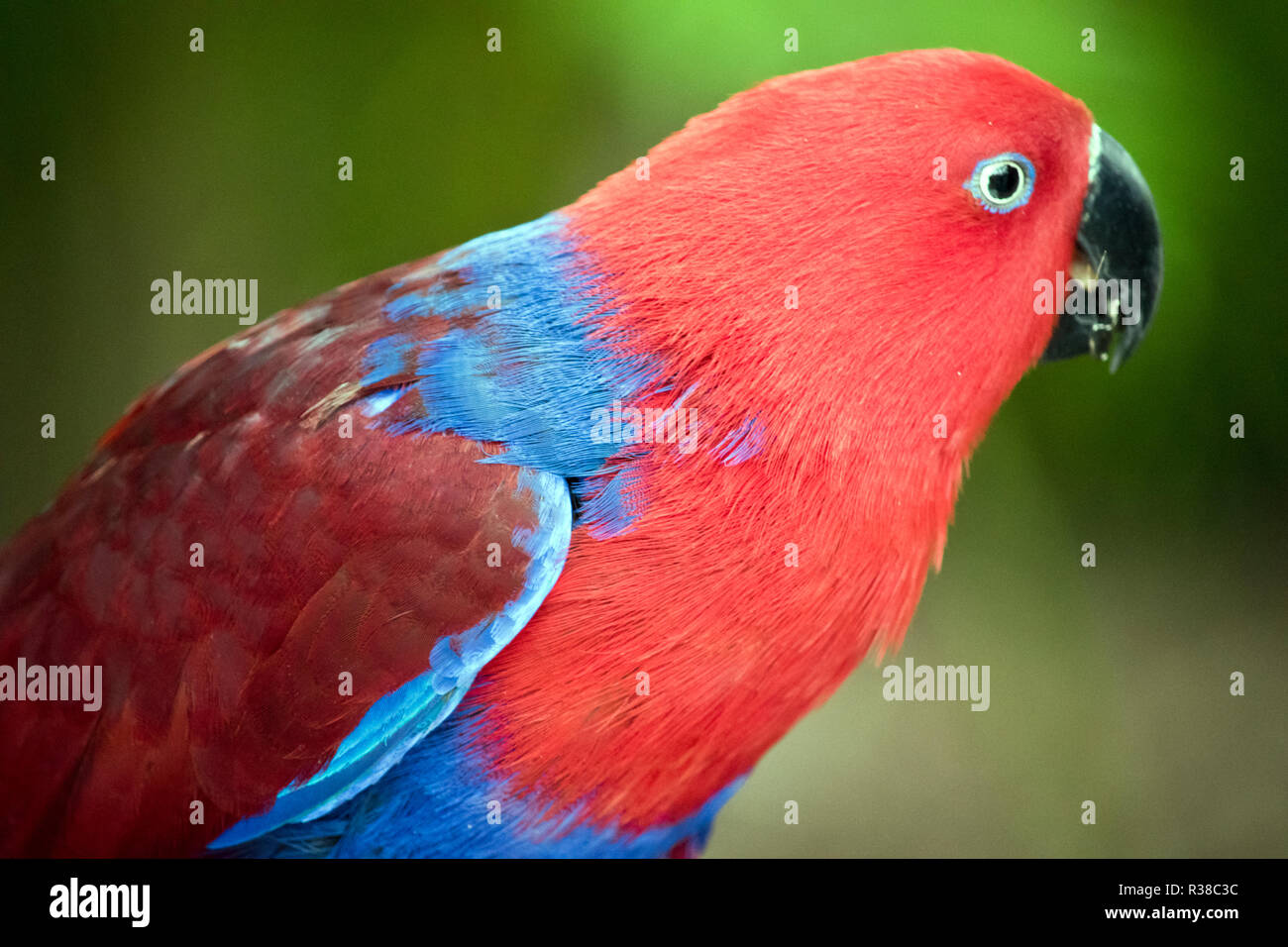 Female eclectus parrot hi-res stock photography and images - Alamy