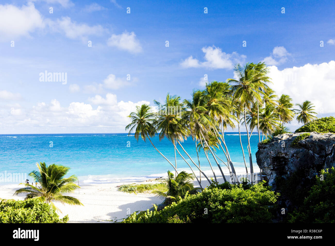 Bottom bay botany hi-res stock photography and images - Alamy