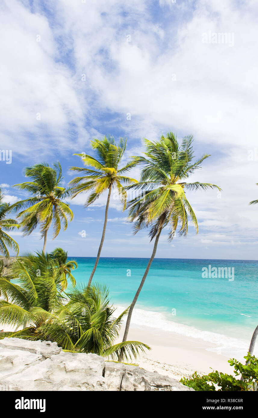 Bottom bay botany hi-res stock photography and images - Alamy