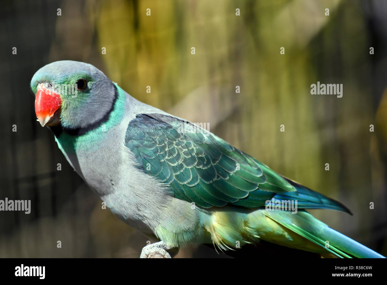 Malabar parakeet hi-res stock photography and images - Alamy