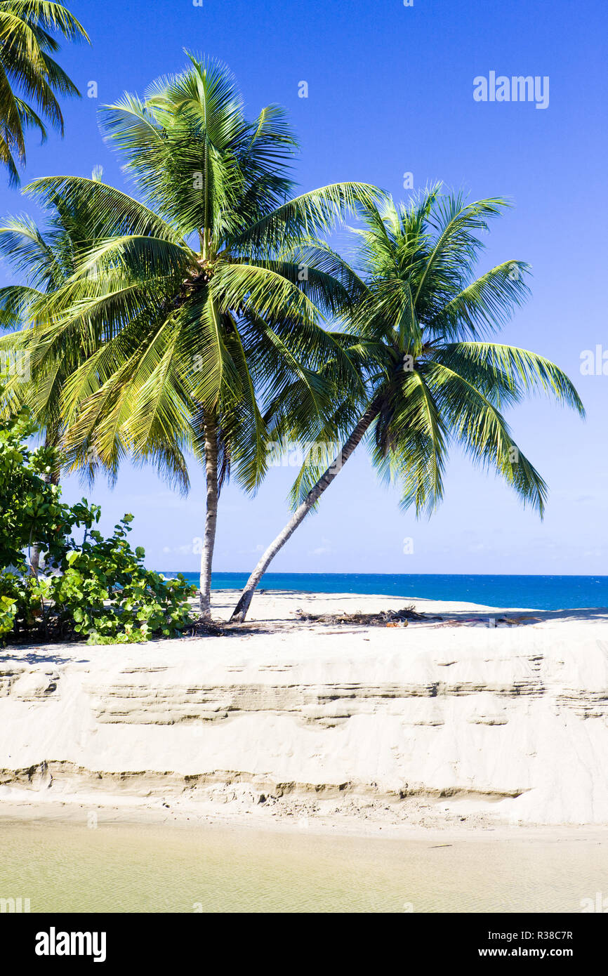 Trinidad beach plants hi-res stock photography and images - Alamy