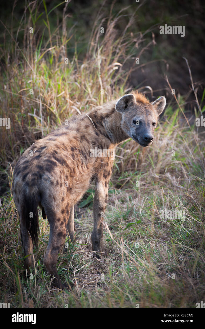 Hyène hi-res stock photography and images - Alamy