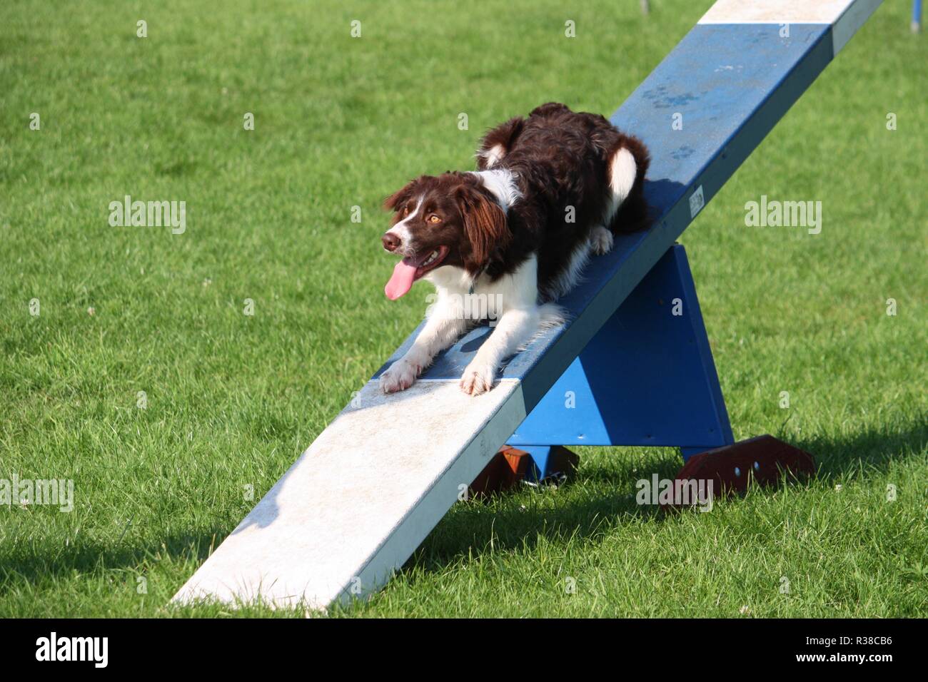 Sprollie dog hi-res stock photography and images - Alamy