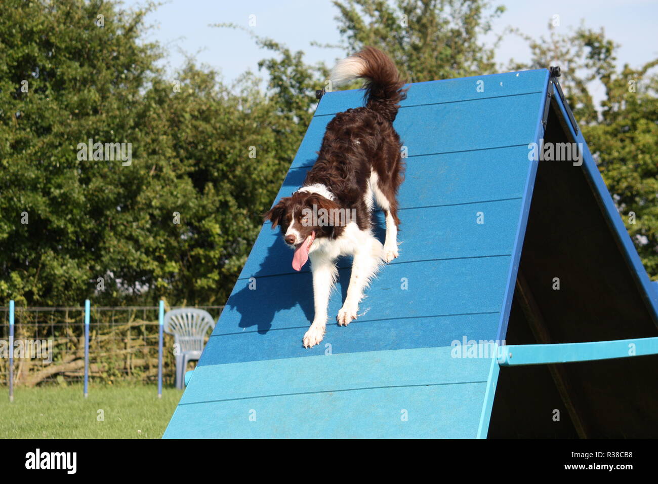 Sprollie dog hi-res stock photography and images - Alamy