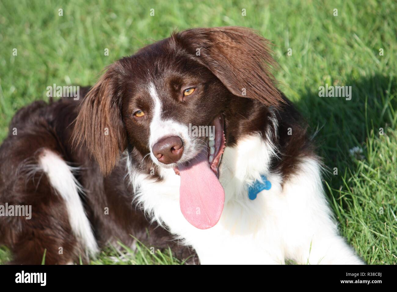 Collie Cross Springer Spaniel High Resolution Stock Photography and ...