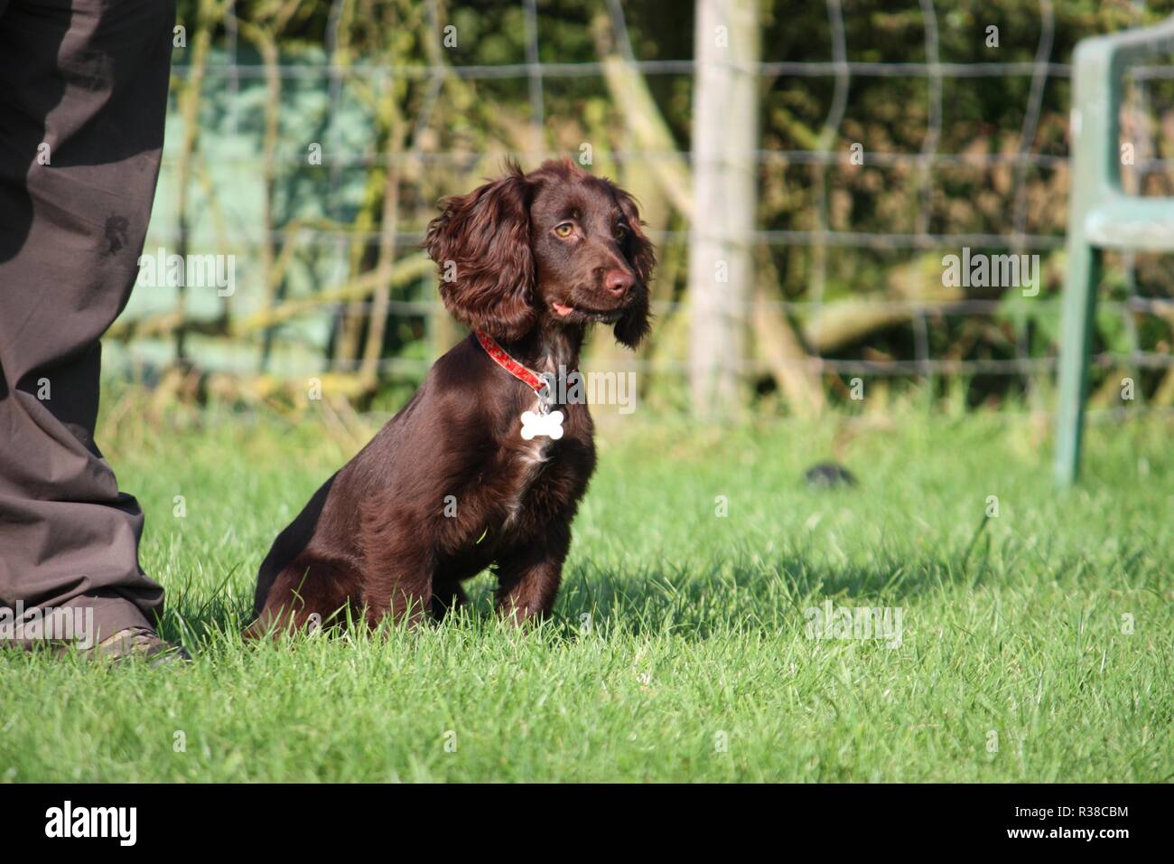 Working type cocker spaniel hi-res stock photography and images - Alamy