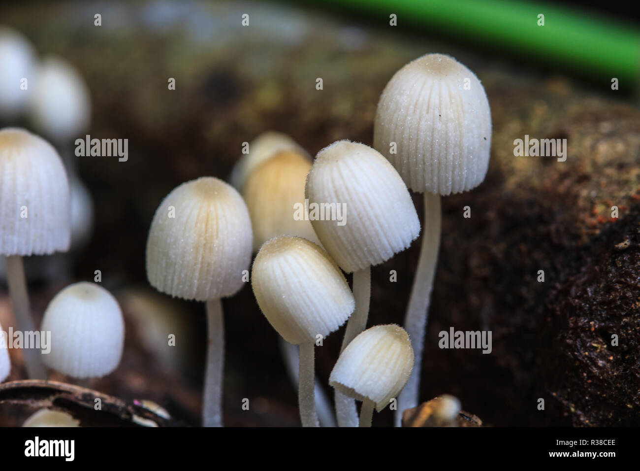 Grow growing spores hi-res stock photography and images - Alamy