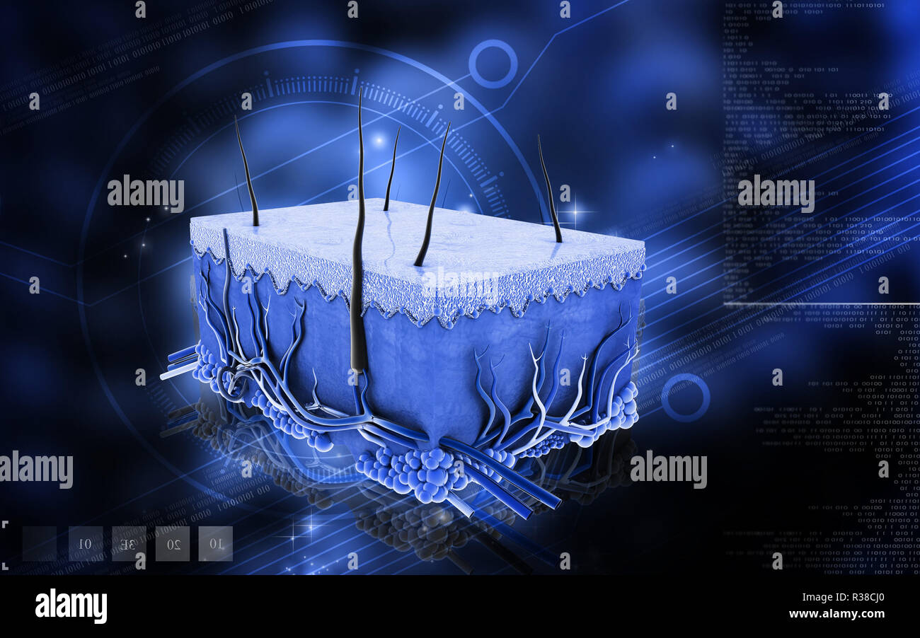 Root hair cells hi-res stock photography and images - Alamy