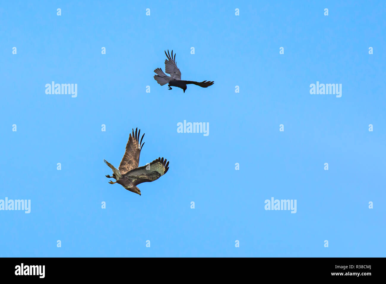 Protecting his territory hi-res stock photography and images - Alamy