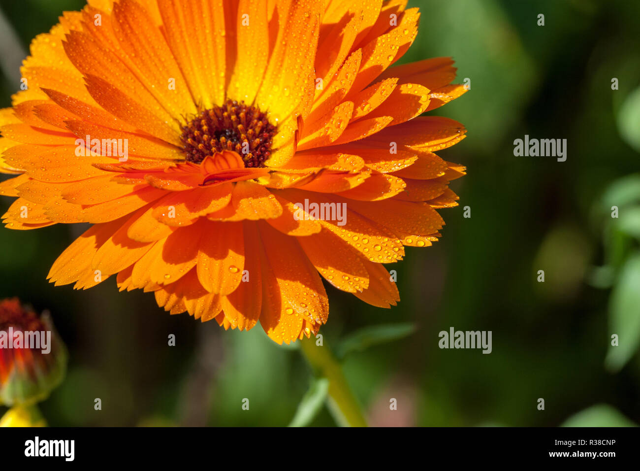 orange summer flower close ups with blur background Stock Photo - Alamy