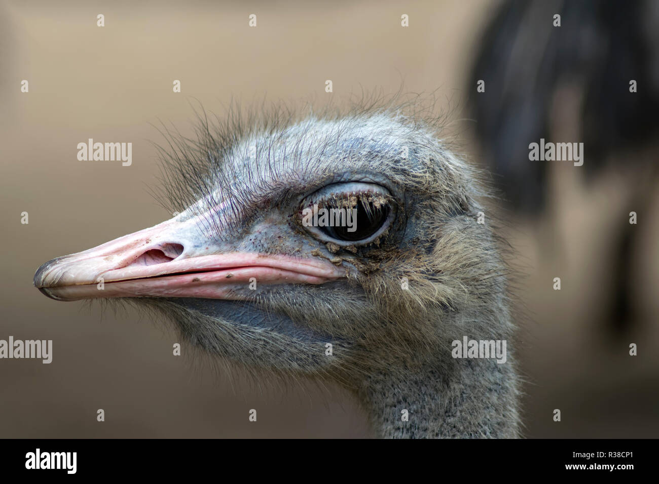 Family struthionidae hi-res stock photography and images - Alamy