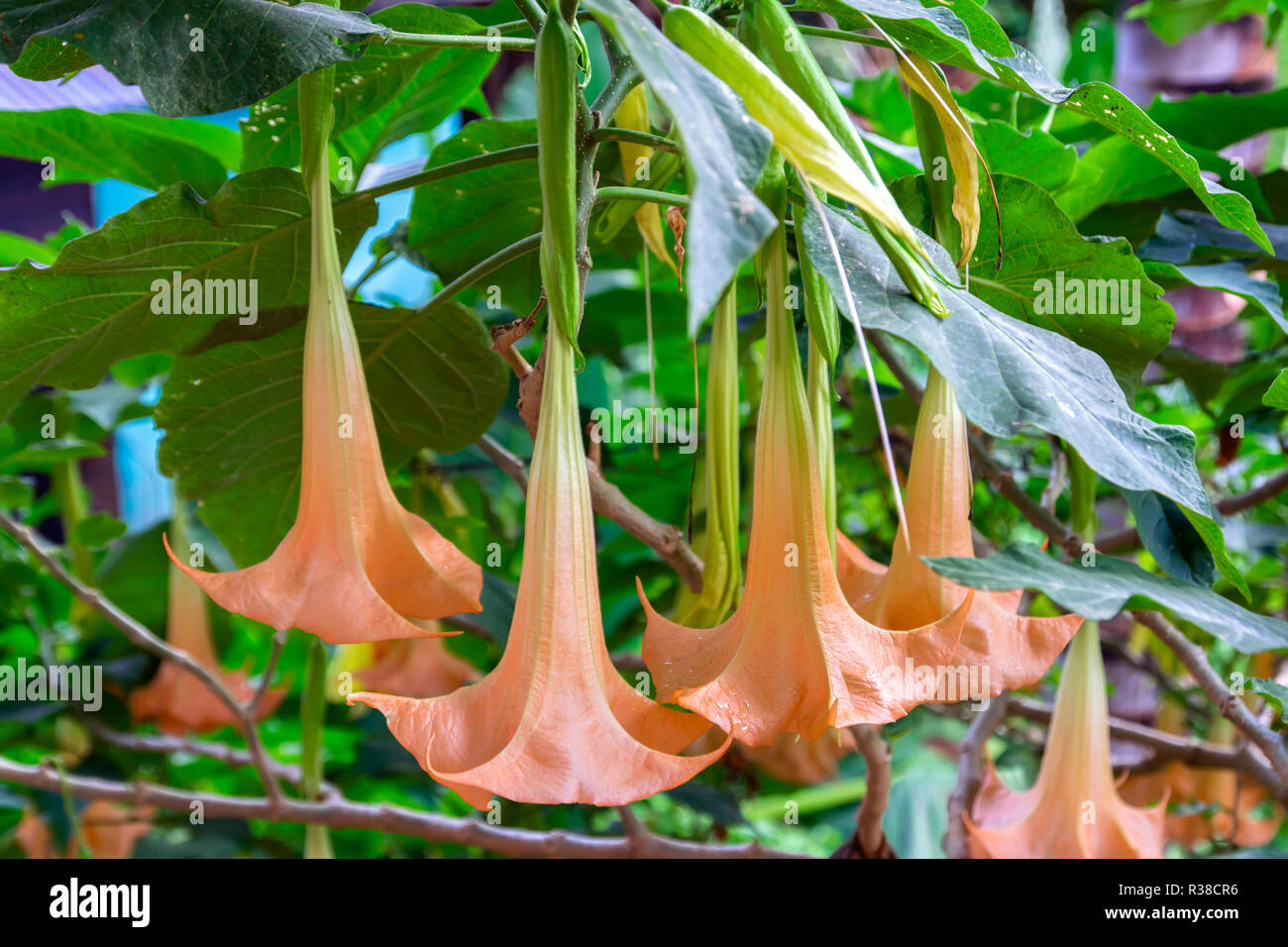 Buri leaves hi-res stock photography and images - Alamy