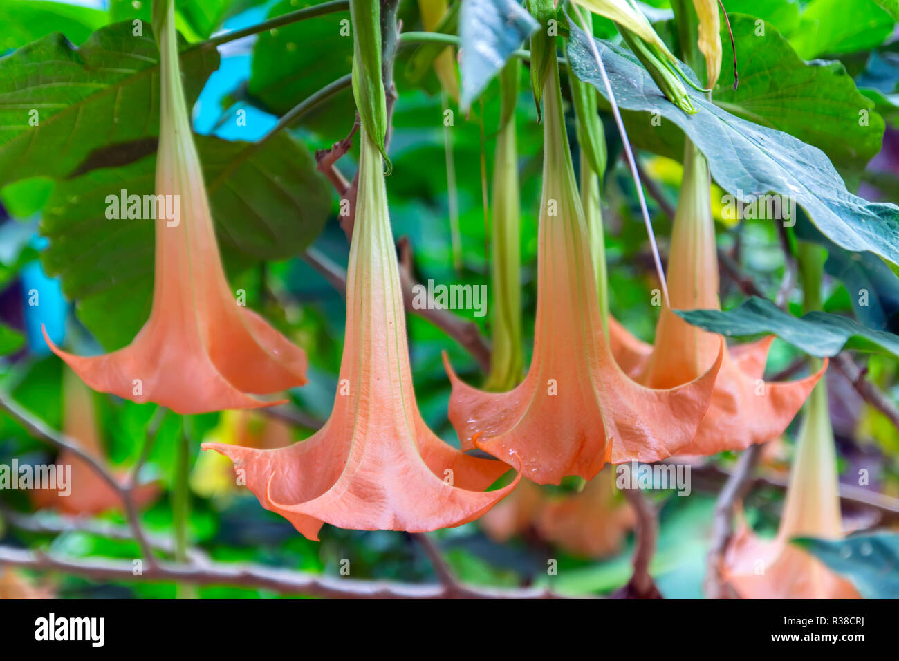 Buri leaves hi-res stock photography and images - Alamy