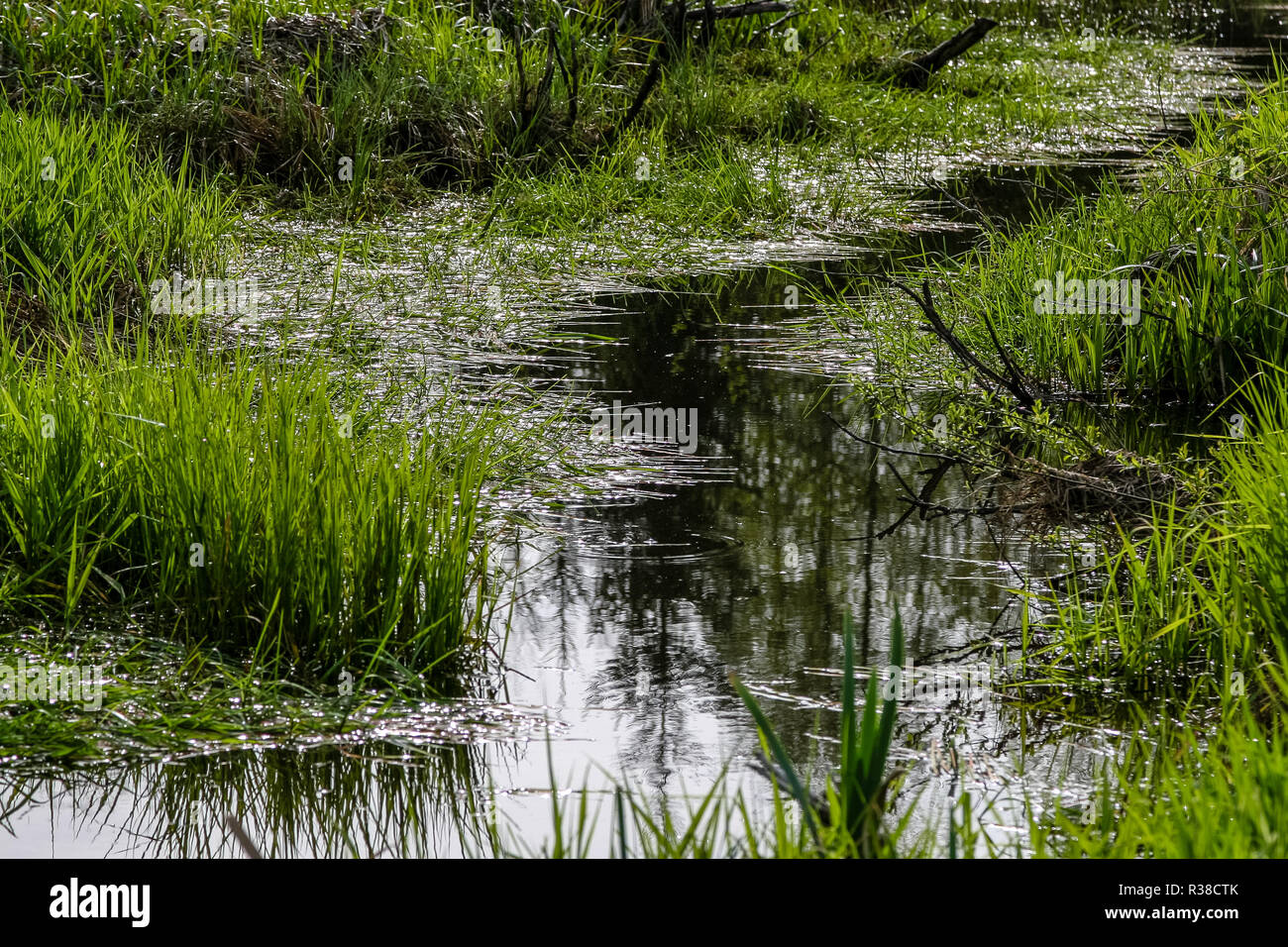 natural body of water. pond with reflections of trees and clouds in ...