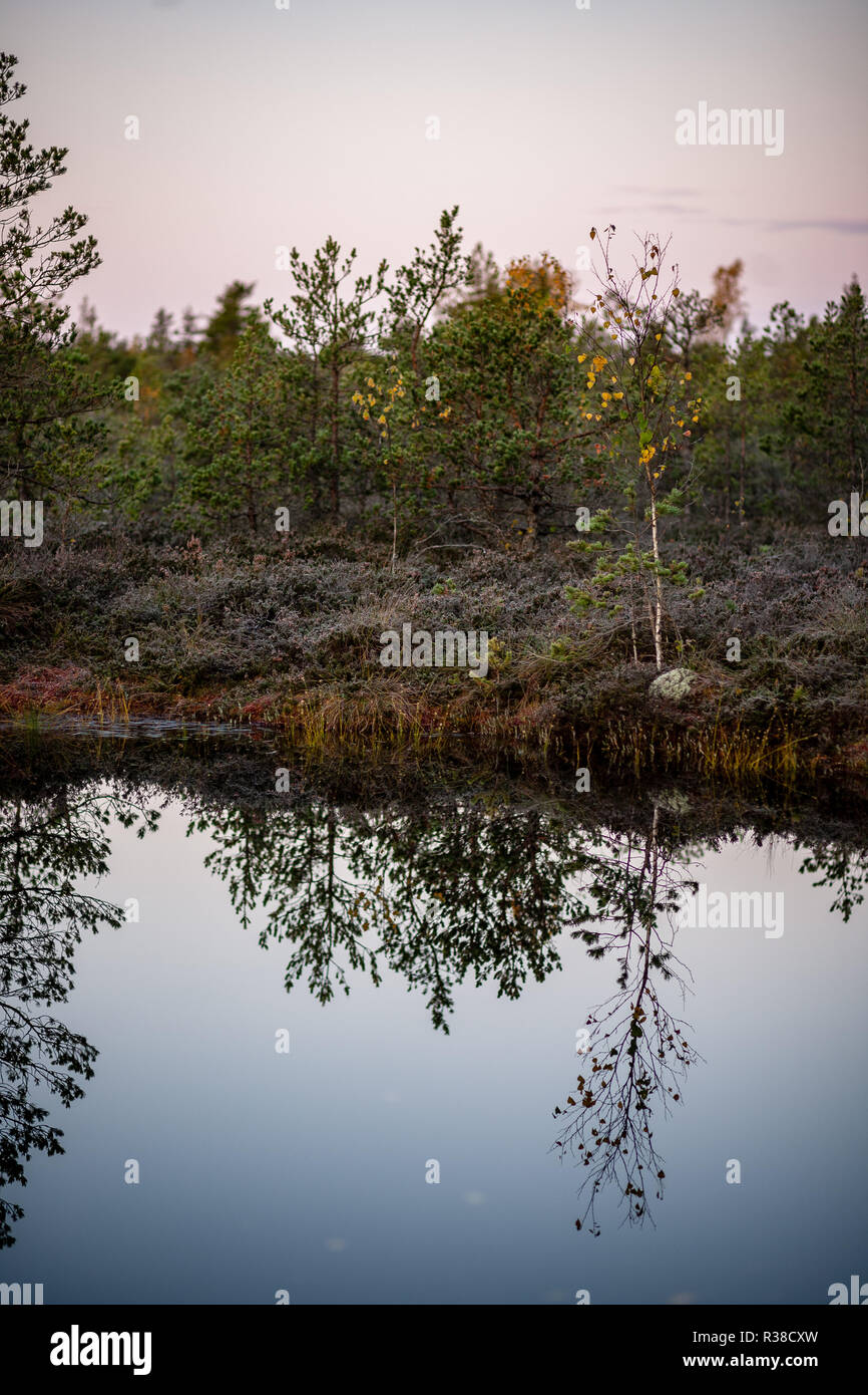 natural body of water. pond with reflections of trees and clouds in ...