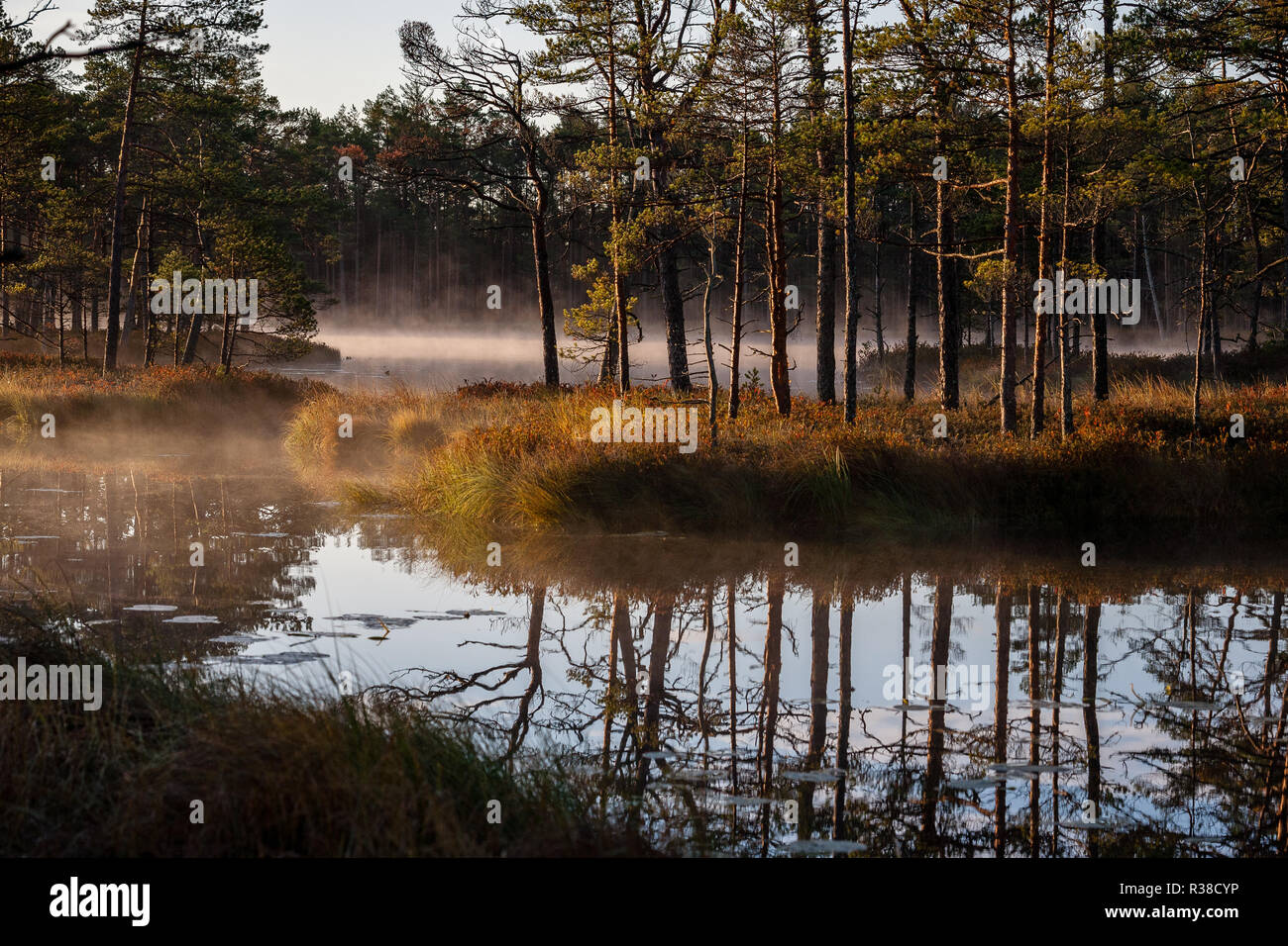 natural body of water. pond with reflections of trees and clouds in ...