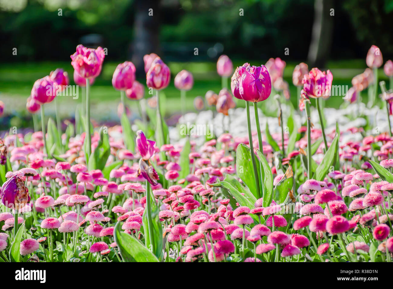 Tulip fire hi-res stock photography and images - Alamy