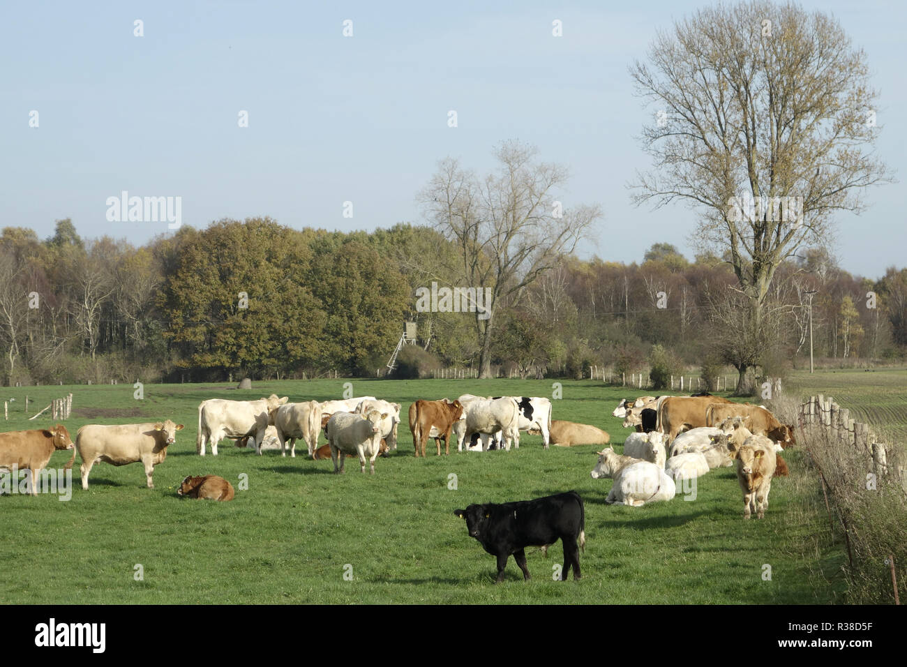 Rinderrassen hi-res stock photography and images - Alamy