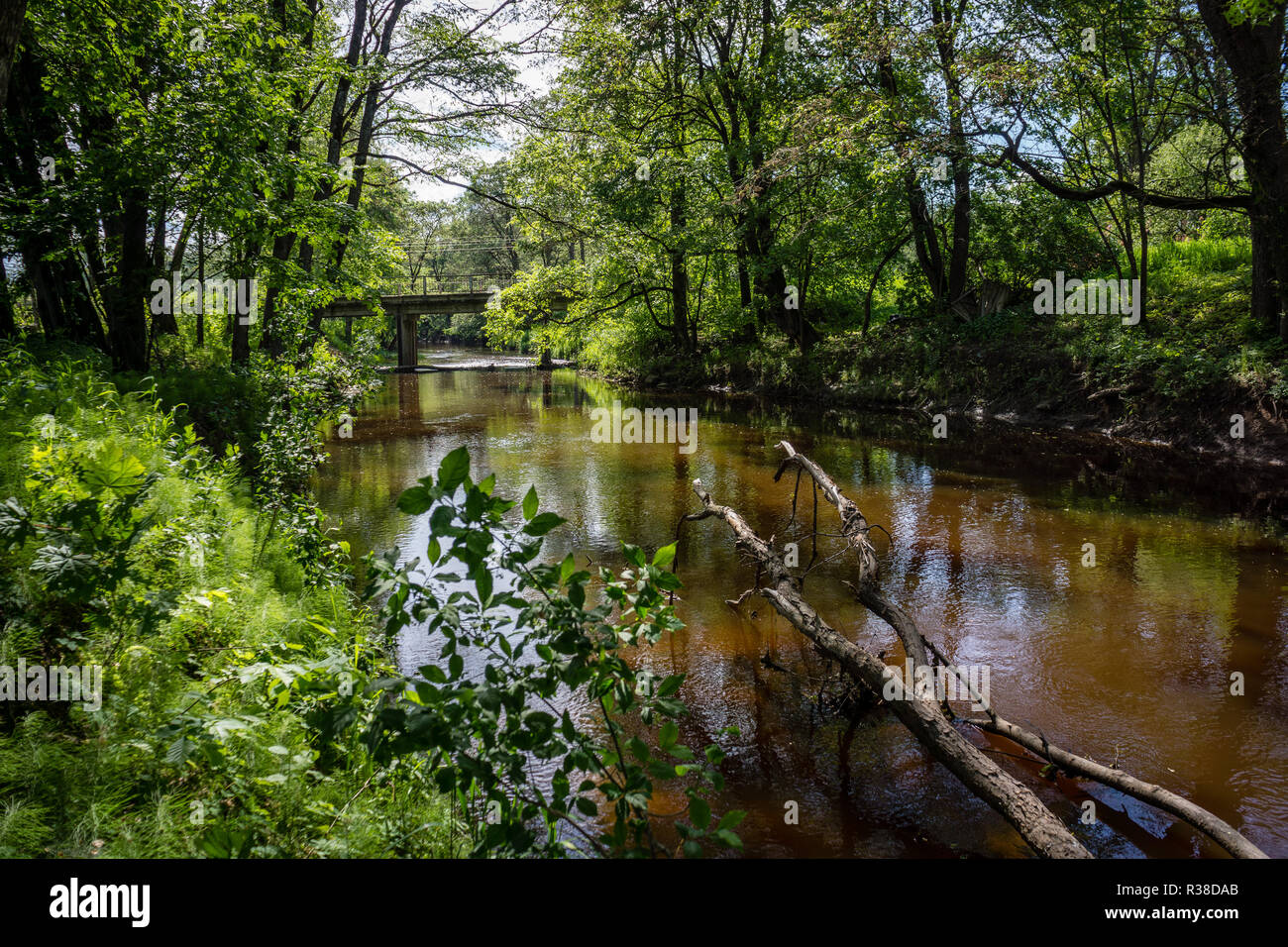 natural body of water. pond with reflections of trees and clouds in ...