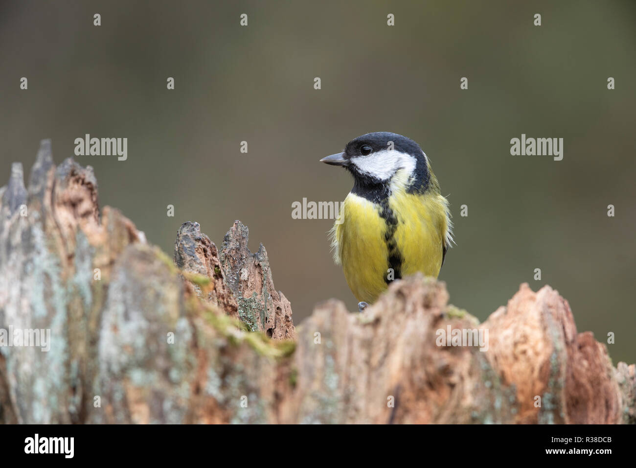Great Tit (Parus major), adult female perched on rotting tree stump ...