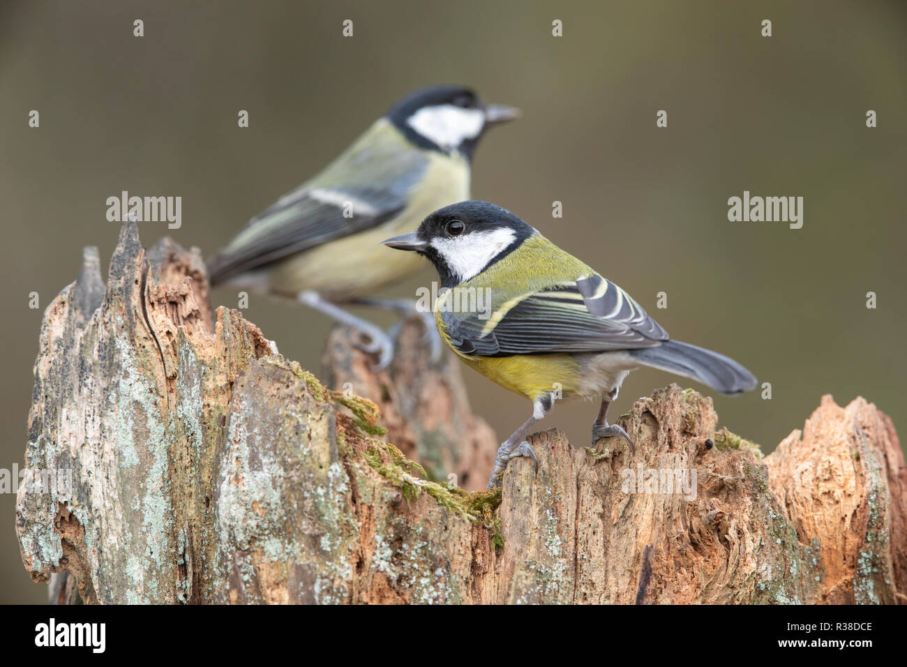 Great Tit (Parus major), adult male and female perched on rotting tree ...