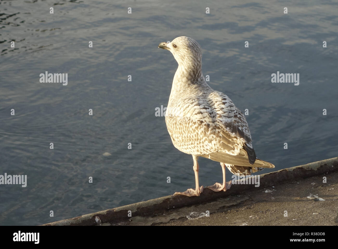 Maorima we hi-res stock photography and images - Alamy