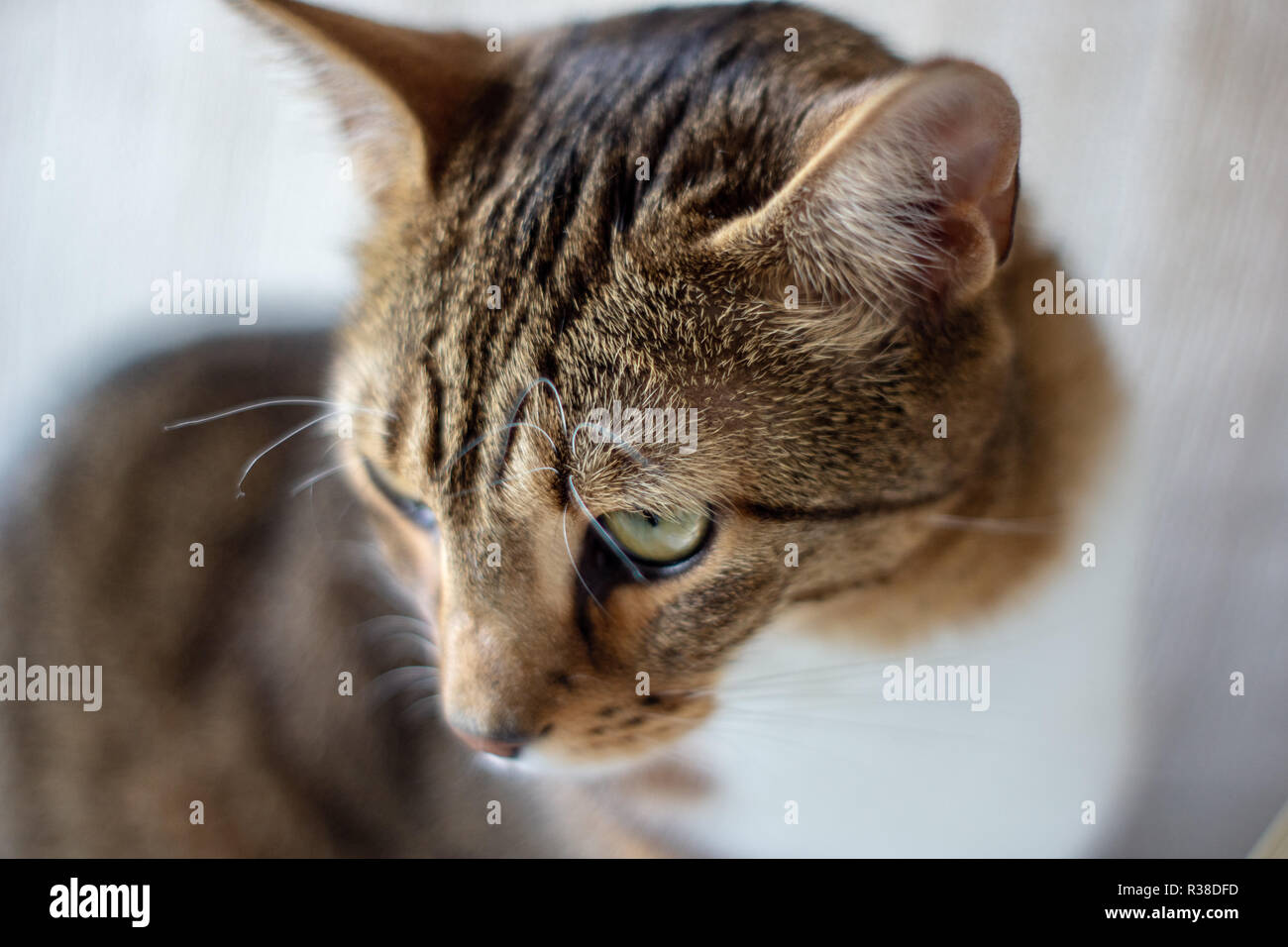 domestic cat in natural environment in apartment on furniture Stock ...