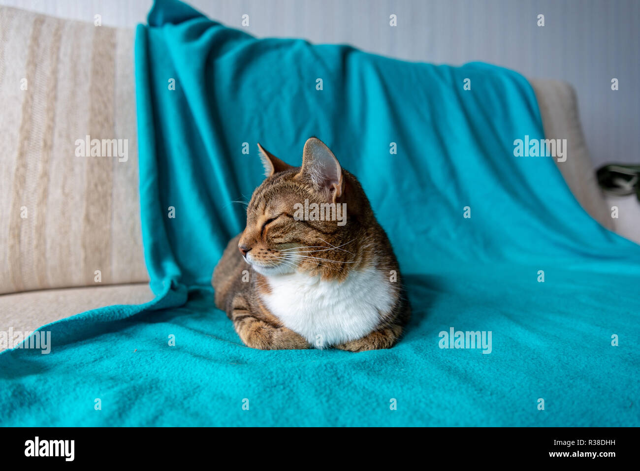 domestic cat in natural environment in apartment on furniture Stock ...