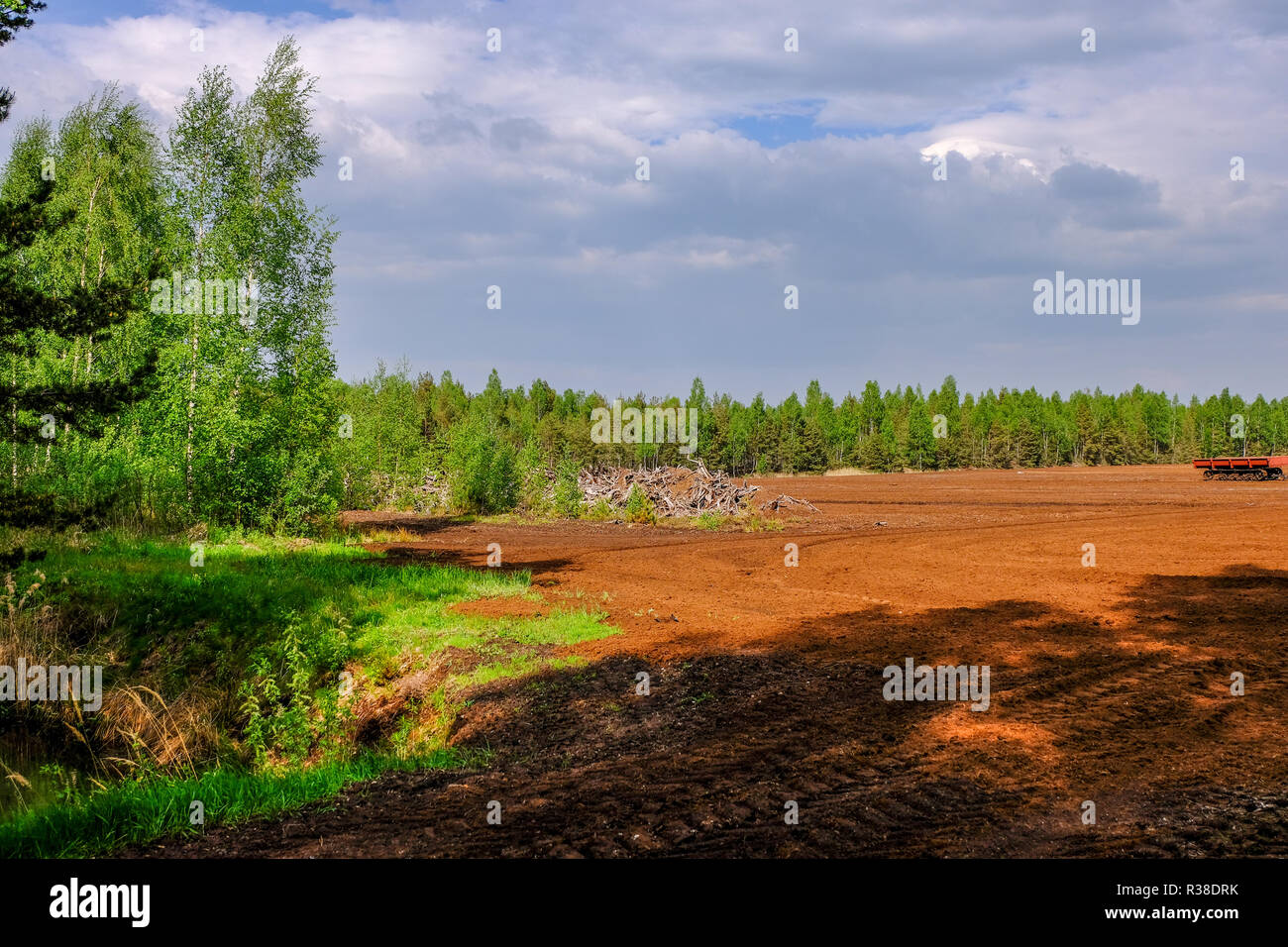swamp area landscape view with lonely pine trees and turf fields in ...