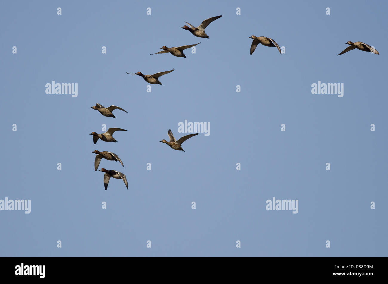 Redhead duck flying hi-res stock photography and images - Alamy