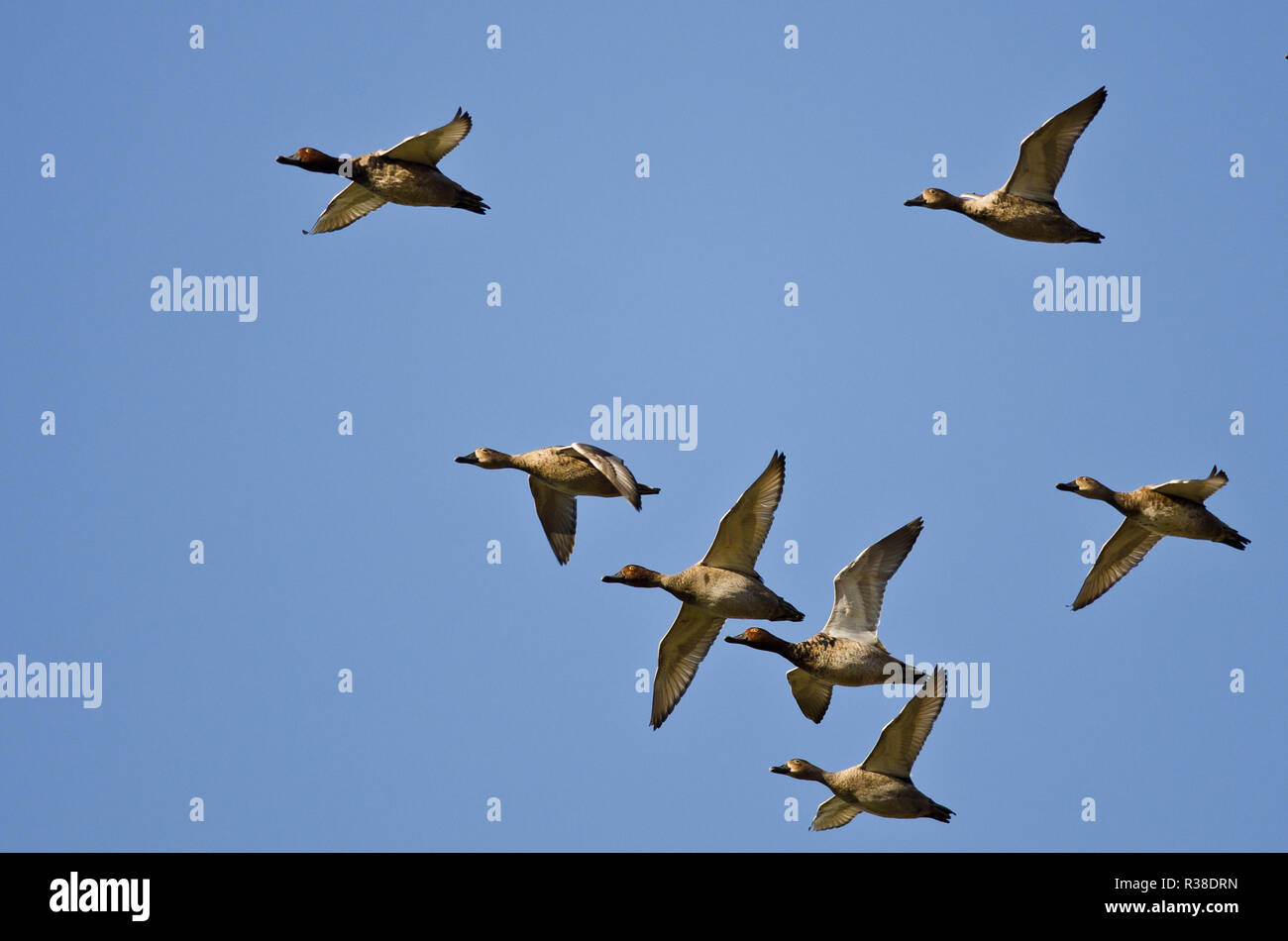 Redhead duck flying hi-res stock photography and images - Alamy