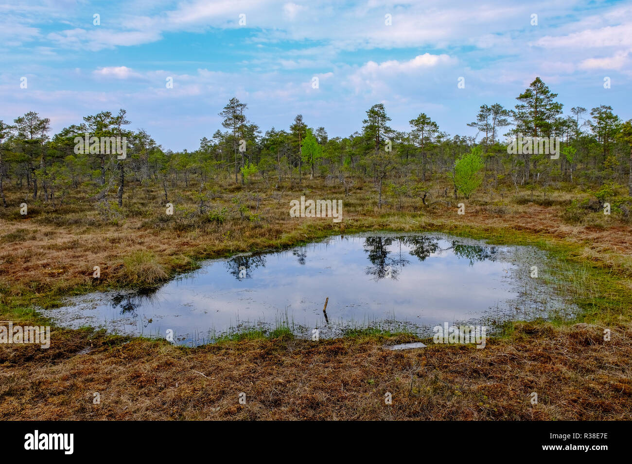 swamp area landscape view with lonely pine trees and turf fields in ...