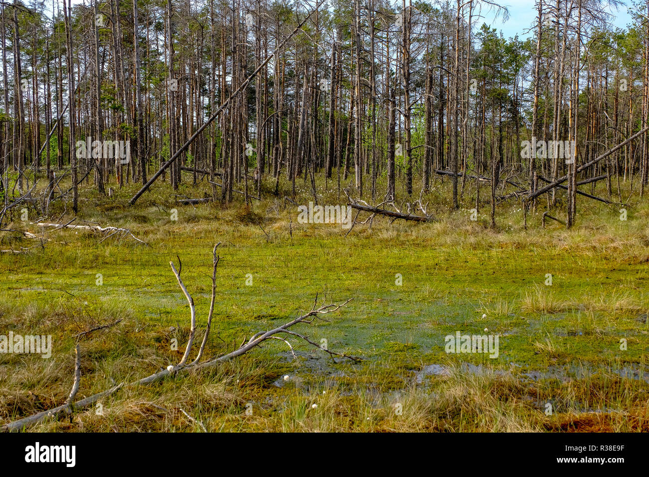 swamp area landscape view with lonely pine trees and turf fields in ...