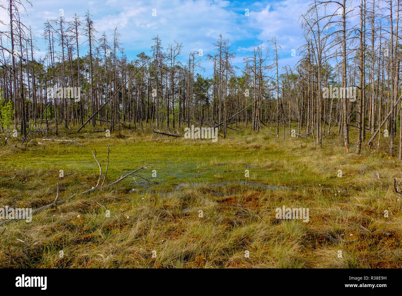 swamp area landscape view with lonely pine trees and turf fields in ...
