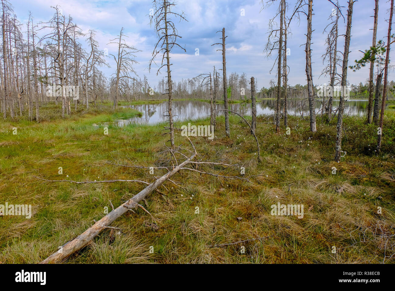 swamp area landscape view with lonely pine trees and turf fields in ...