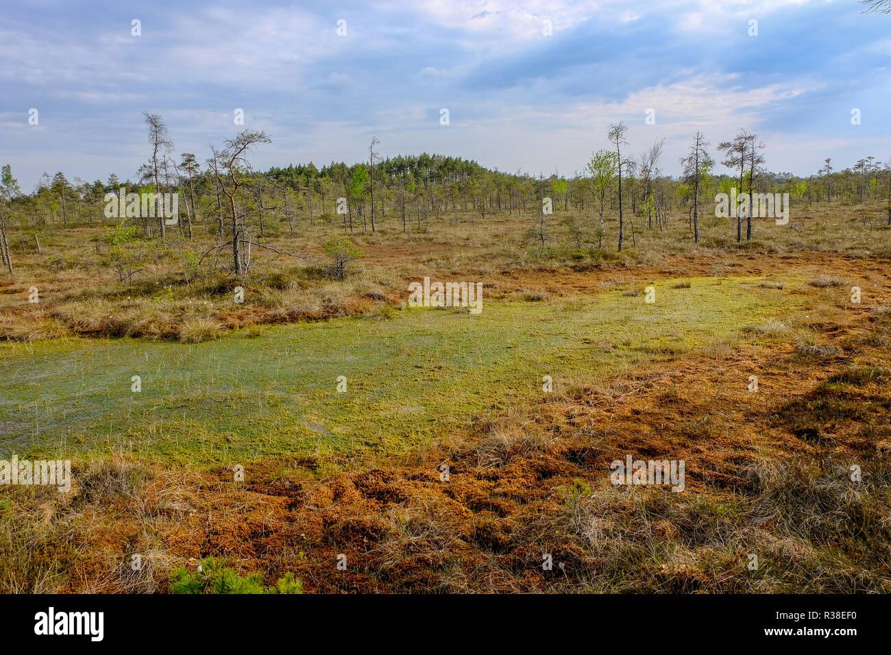 swamp area landscape view with lonely pine trees and turf fields in ...