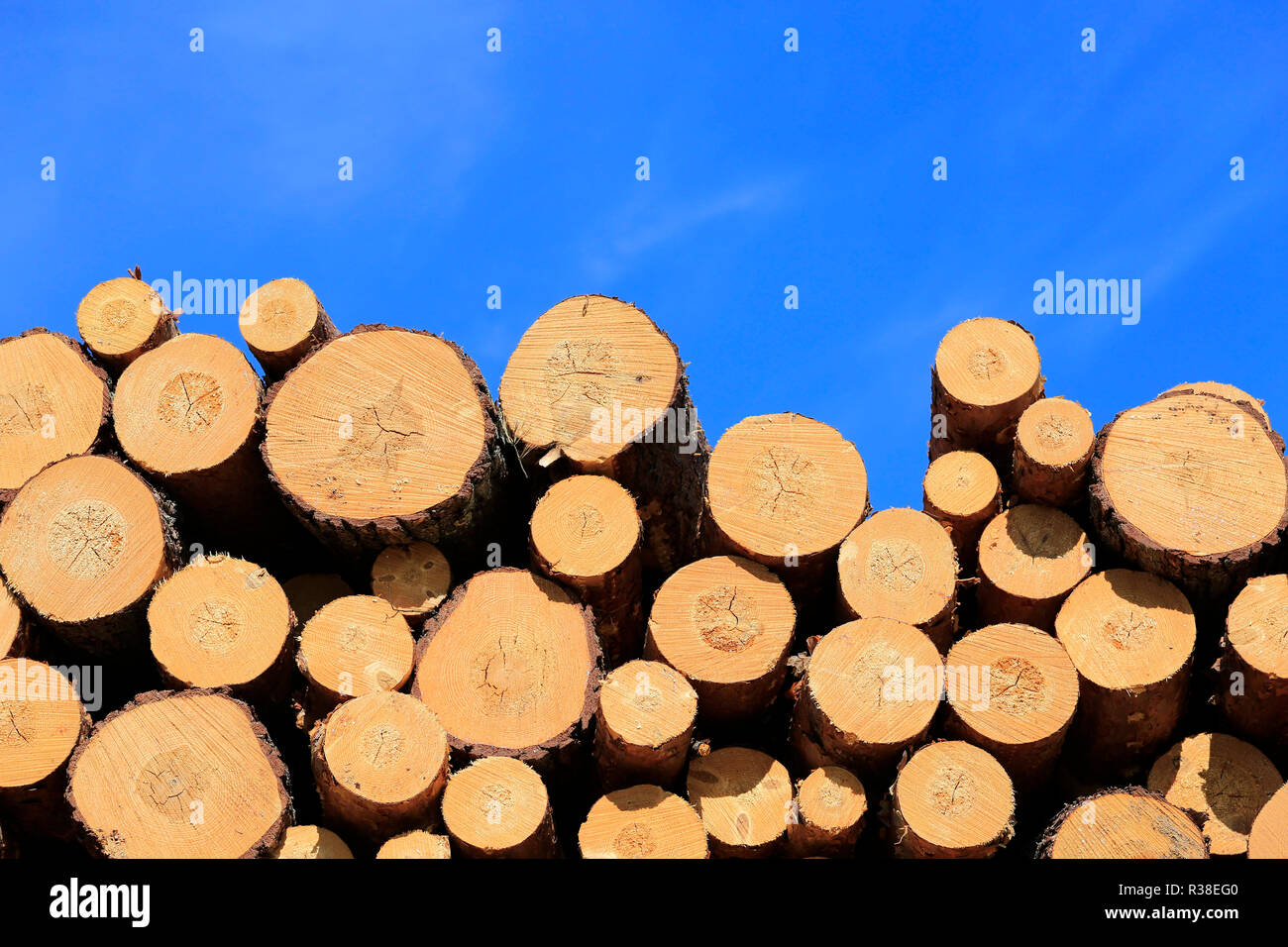 Pine log ends against blue sky tree hi-res stock photography and images ...